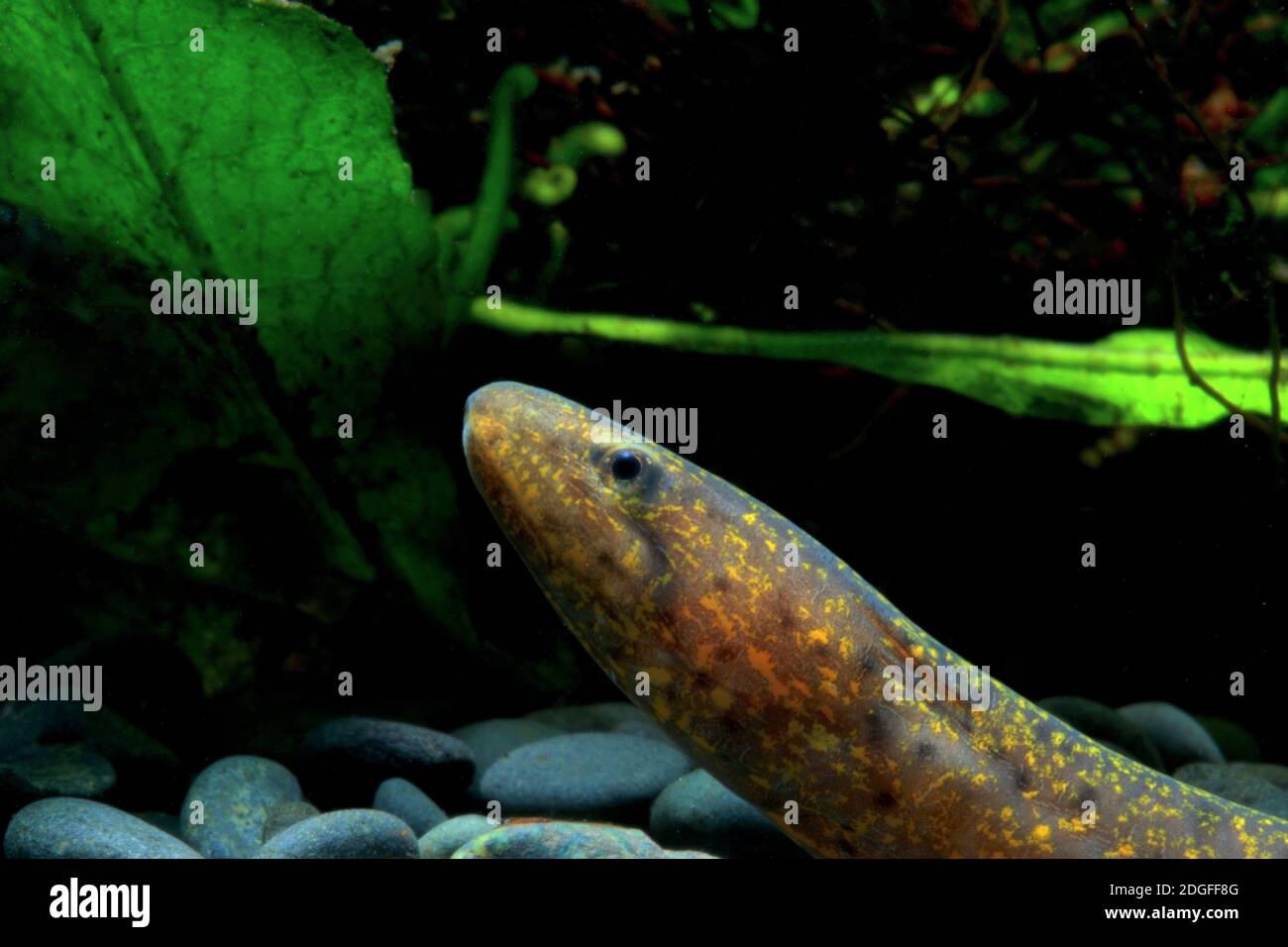 Asian Swamp Eel, Monopterus javanensis, swamp eel Stock Photo - Alamy