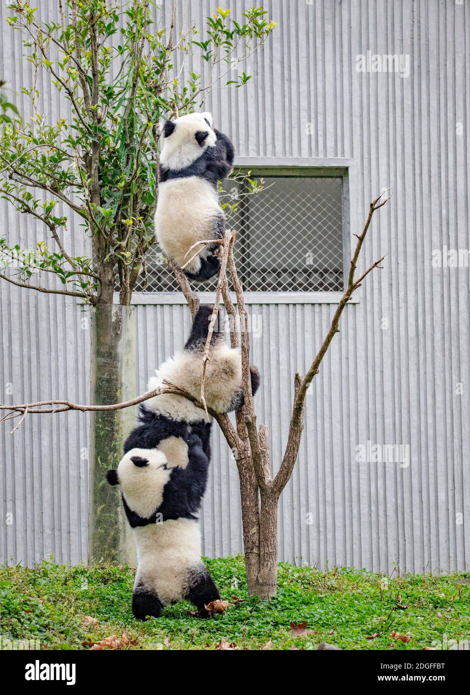 --FILE--Pandas living at the Shenshuping Base of China Conservation and ...