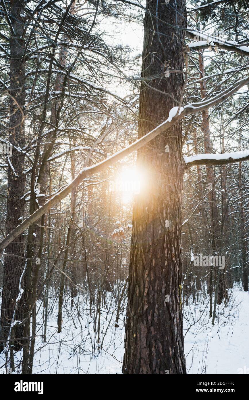 Bor forest hi-res stock photography and images - Alamy