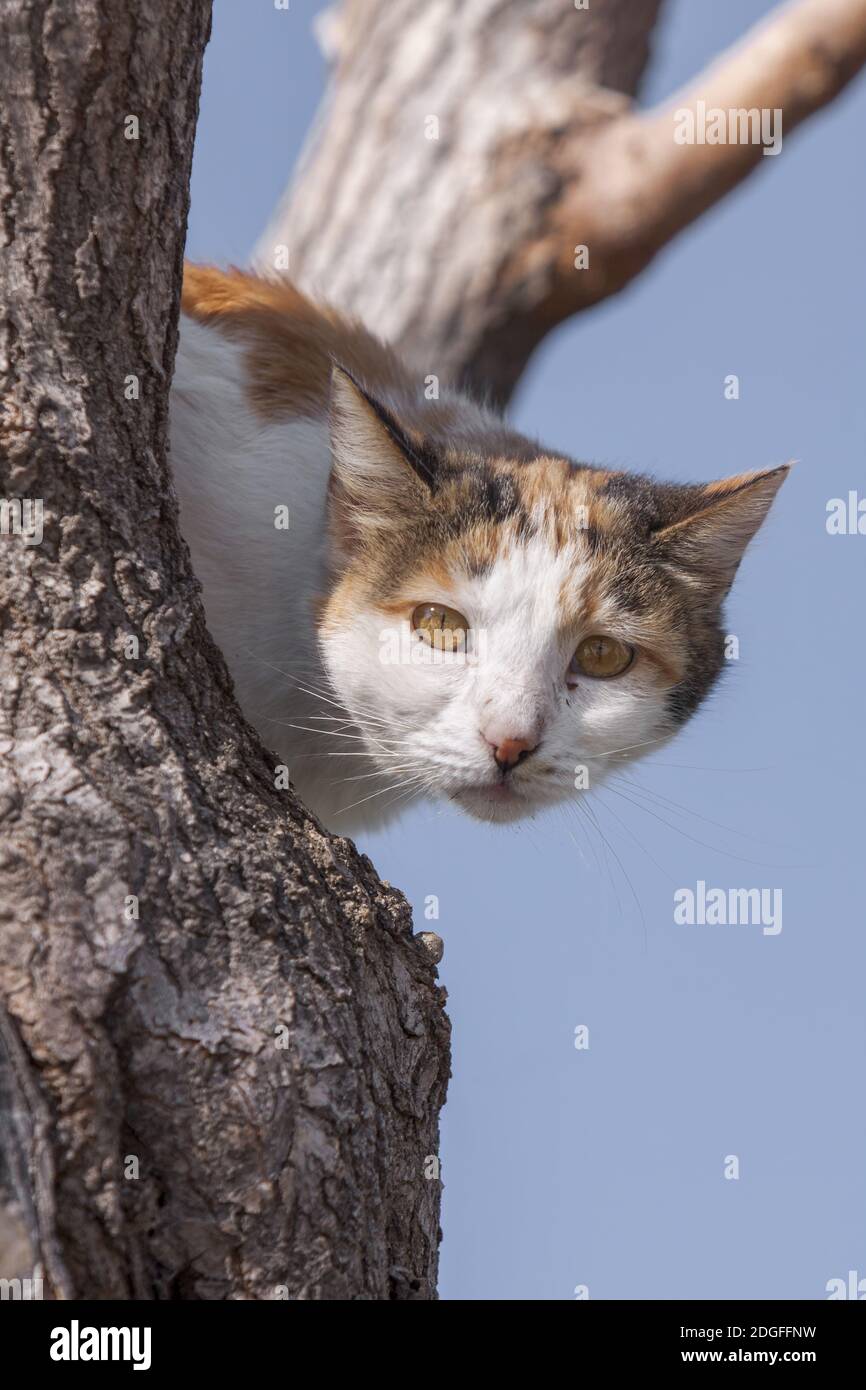 Cat in a tree Stock Photo - Alamy