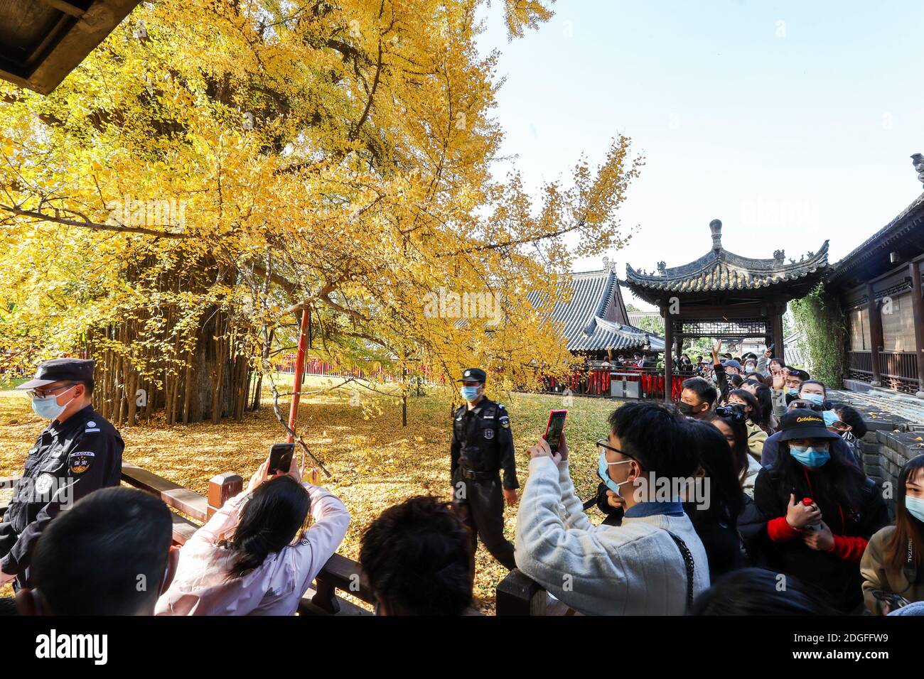 A 1,400-year-old Ginkgo tree has been falling leaves on the ground ...