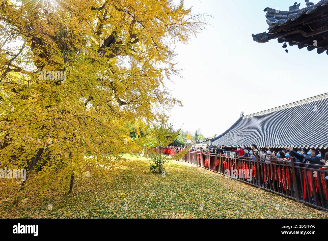 A 1,400-year-old Ginkgo tree has been falling leaves on the ground ...