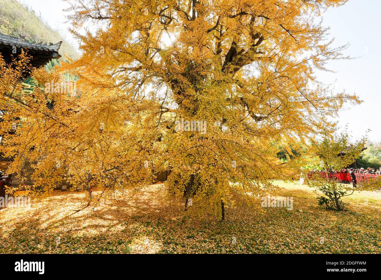 A 1,400-year-old Ginkgo tree has been falling leaves on the ground ...