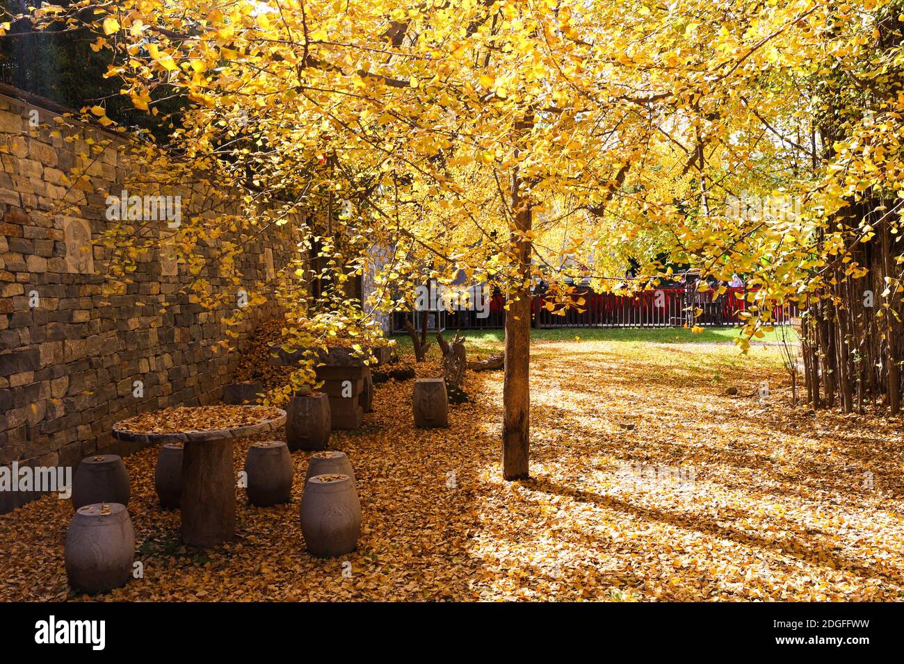 A 1,400-year-old Ginkgo tree has been falling leaves on the ground ...