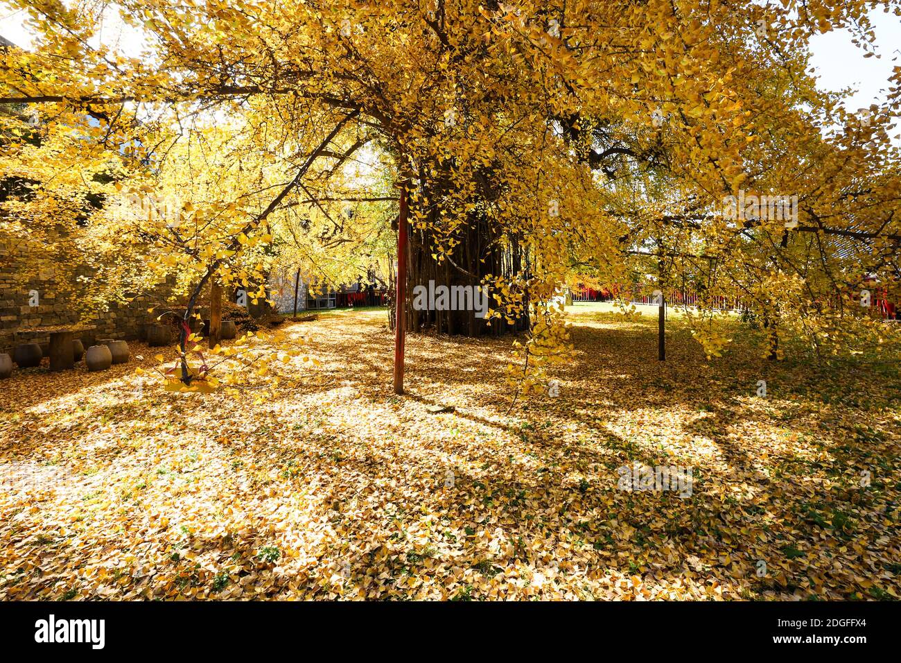 A 1,400-year-old Ginkgo tree has been falling leaves on the ground ...