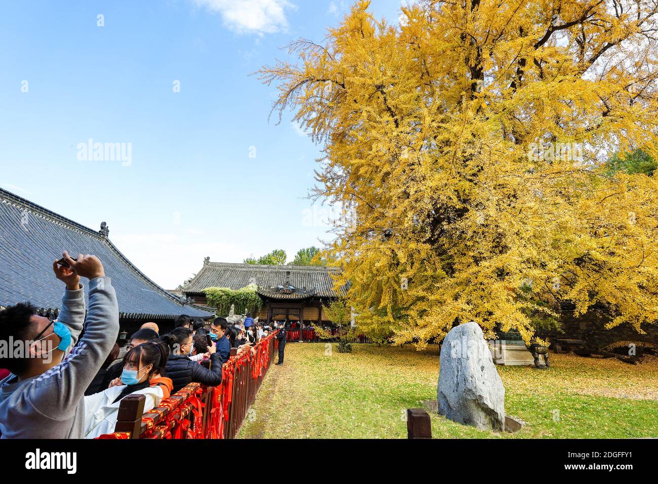 A 1,400-year-old Ginkgo tree has been falling leaves on the ground ...