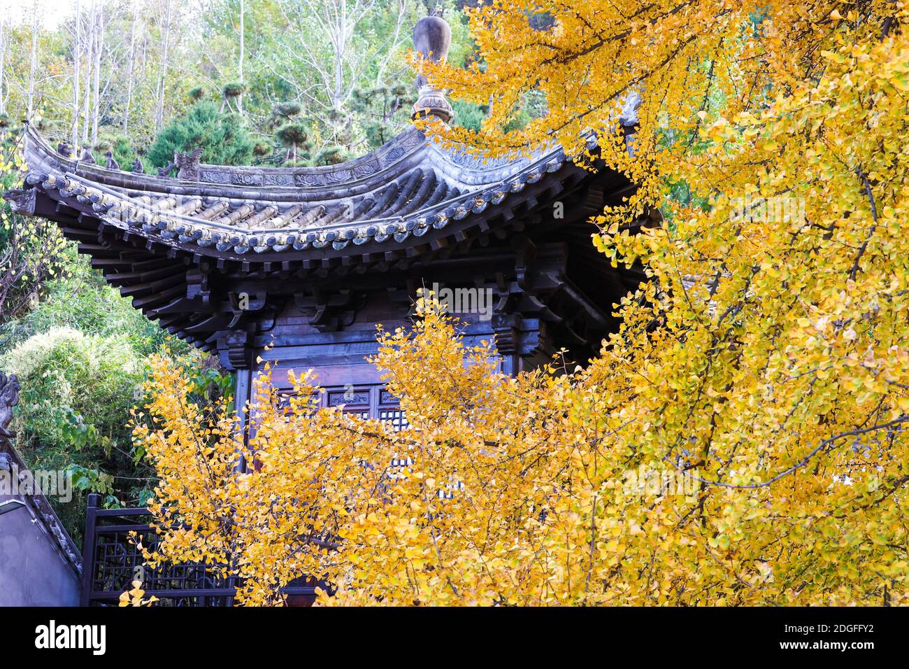 A 1,400-year-old Ginkgo tree has been falling leaves on the ground ...