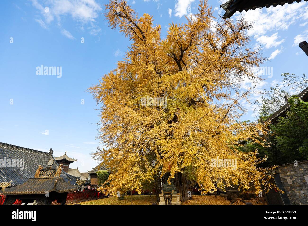 A 1,400-year-old Ginkgo tree has been falling leaves on the ground ...