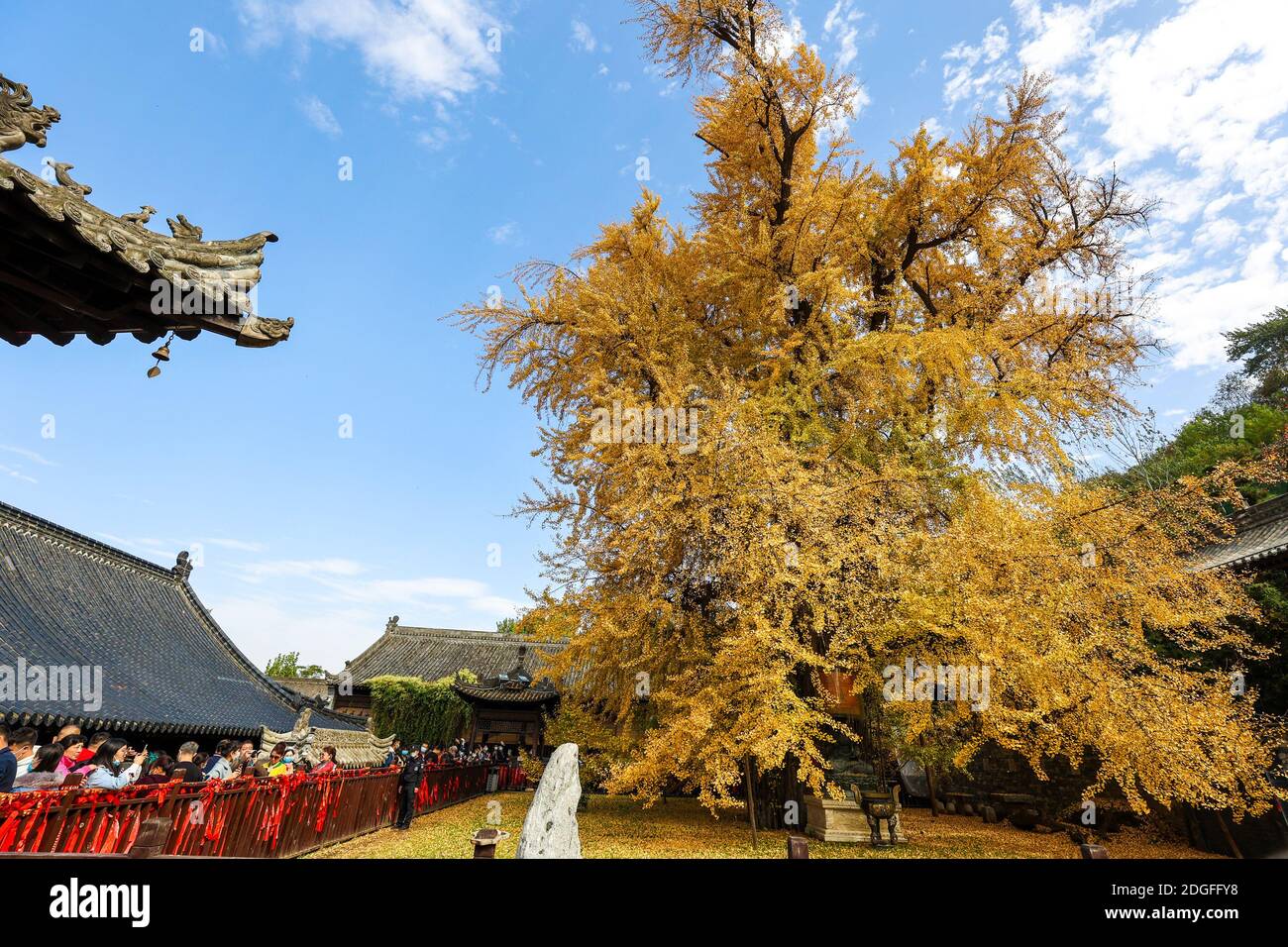 A 1,400-year-old Ginkgo tree has been falling leaves on the ground ...