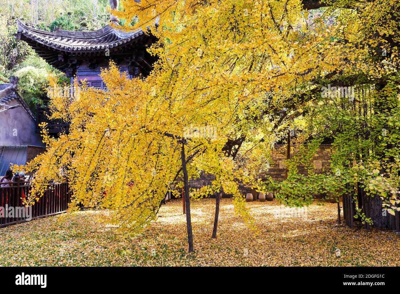 A 1,400-year-old Ginkgo tree has been falling leaves on the ground ...