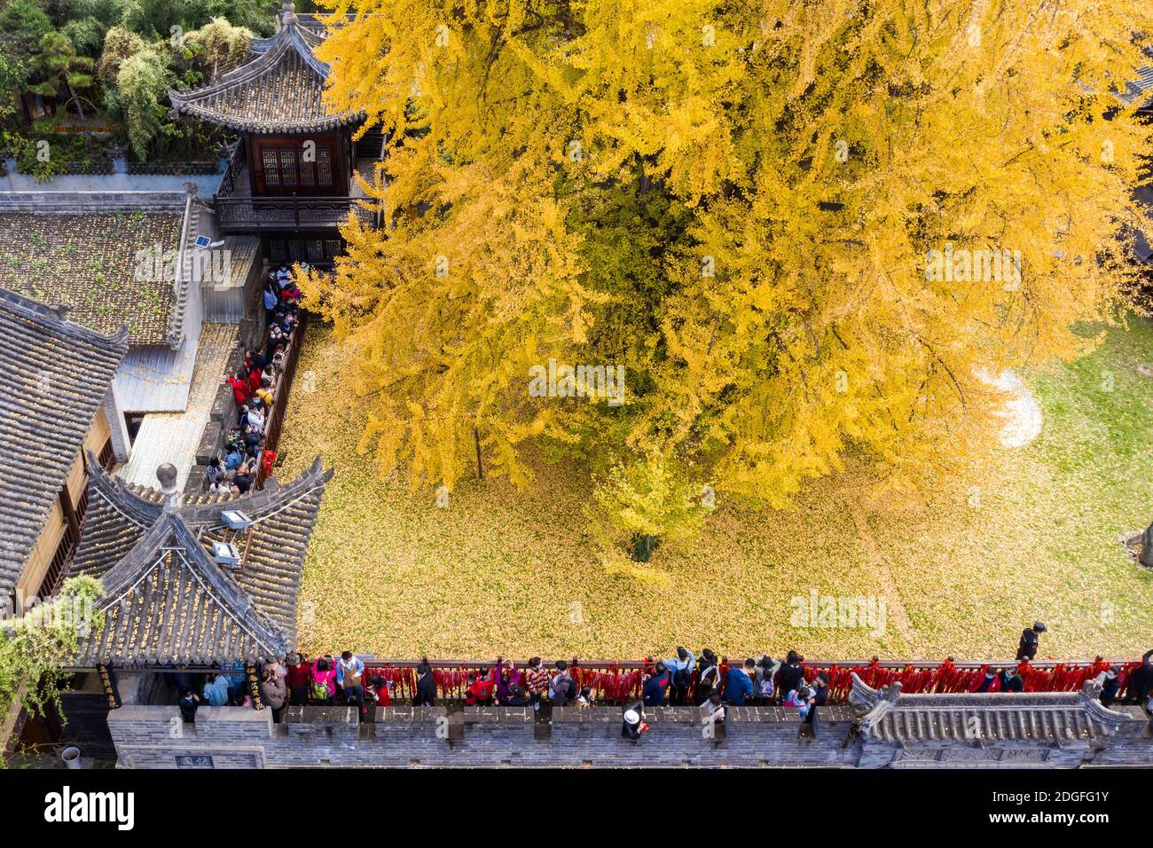 A 1,400-year-old Ginkgo tree has been falling leaves on the ground ...