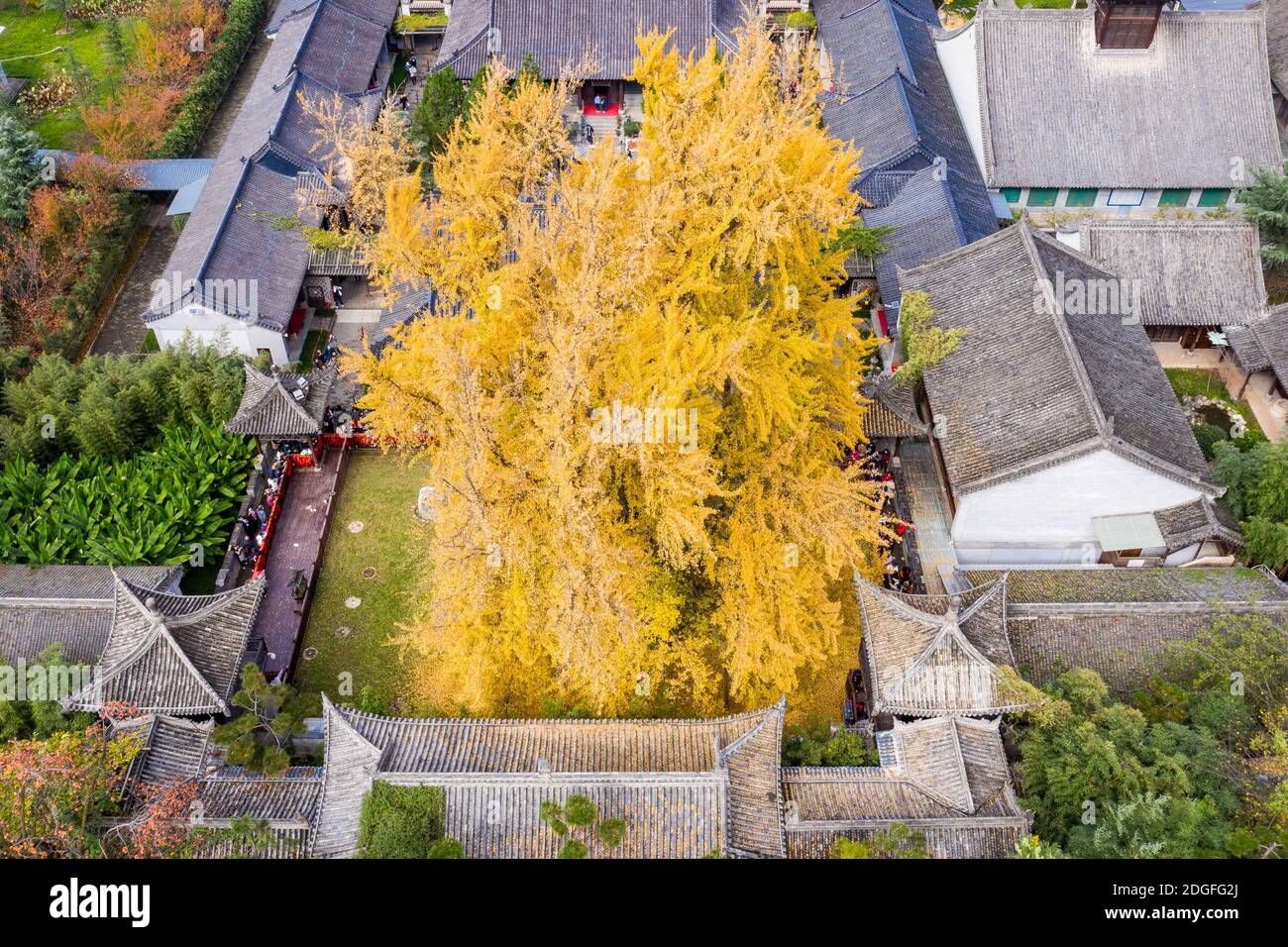 A 1,400-year-old Ginkgo tree has been falling leaves on the ground ...