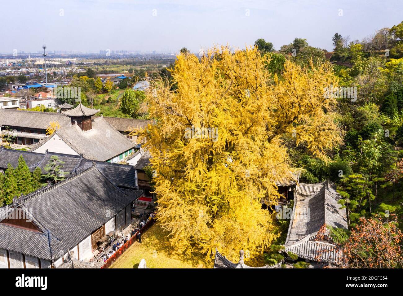 A 1,400-year-old Ginkgo tree has been falling leaves on the ground ...