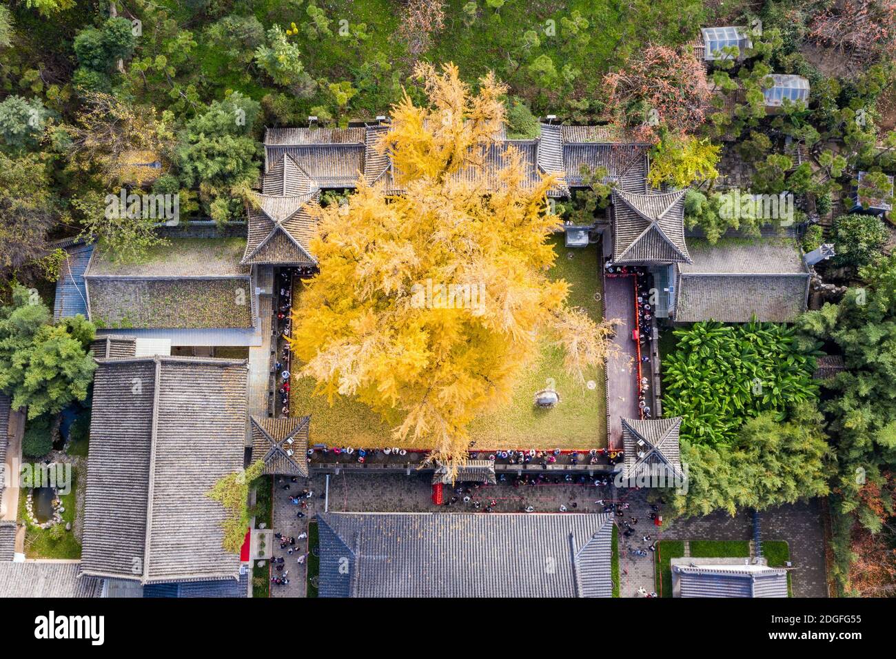 A 1,400-year-old Ginkgo tree has been falling leaves on the ground ...