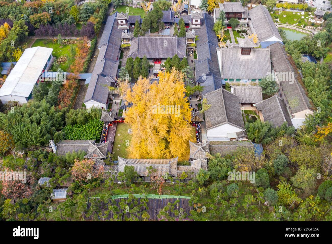 A 1,400-year-old Ginkgo tree has been falling leaves on the ground ...