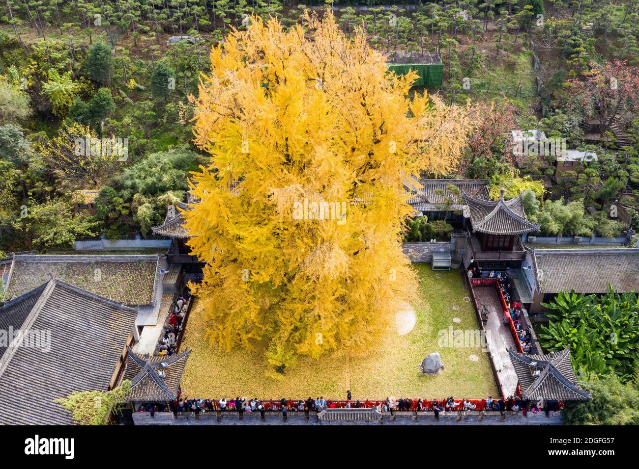 A 1,400-year-old Ginkgo tree has been falling leaves on the ground ...