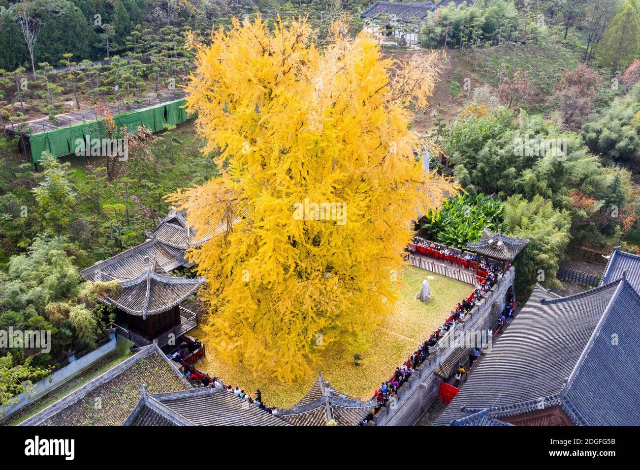 A 1,400-year-old Ginkgo tree has been falling leaves on the ground ...