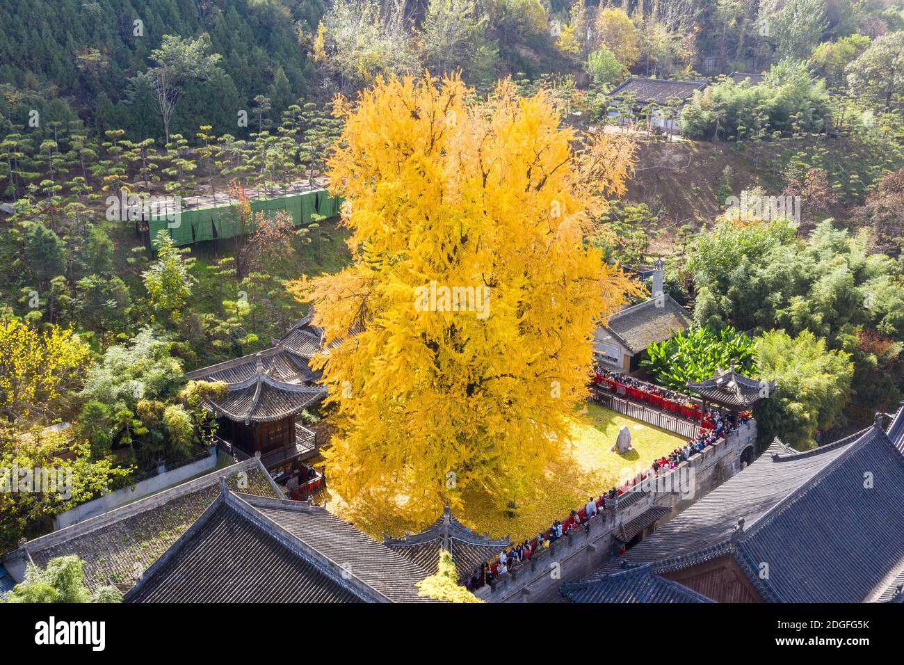 A 1,400-year-old Ginkgo tree has been falling leaves on the ground ...