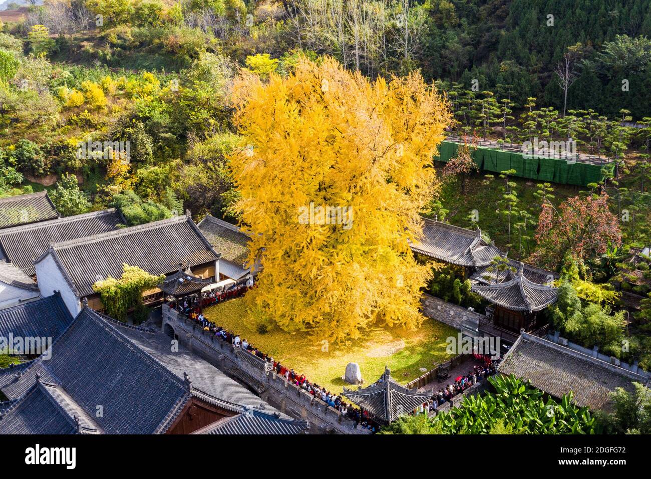A 1,400-year-old Ginkgo tree has been falling leaves on the ground ...