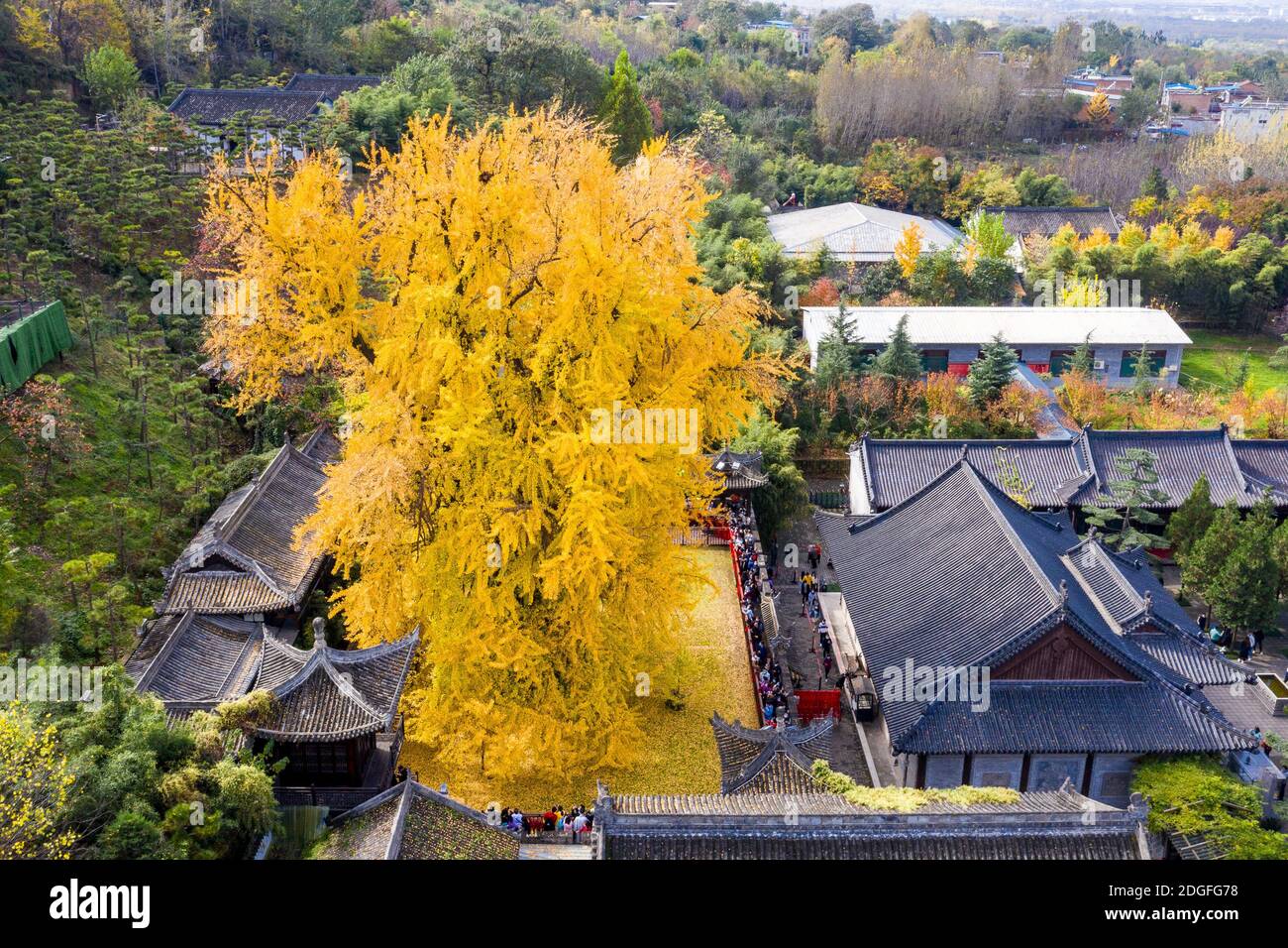 A 1,400-year-old Ginkgo tree has been falling leaves on the ground ...