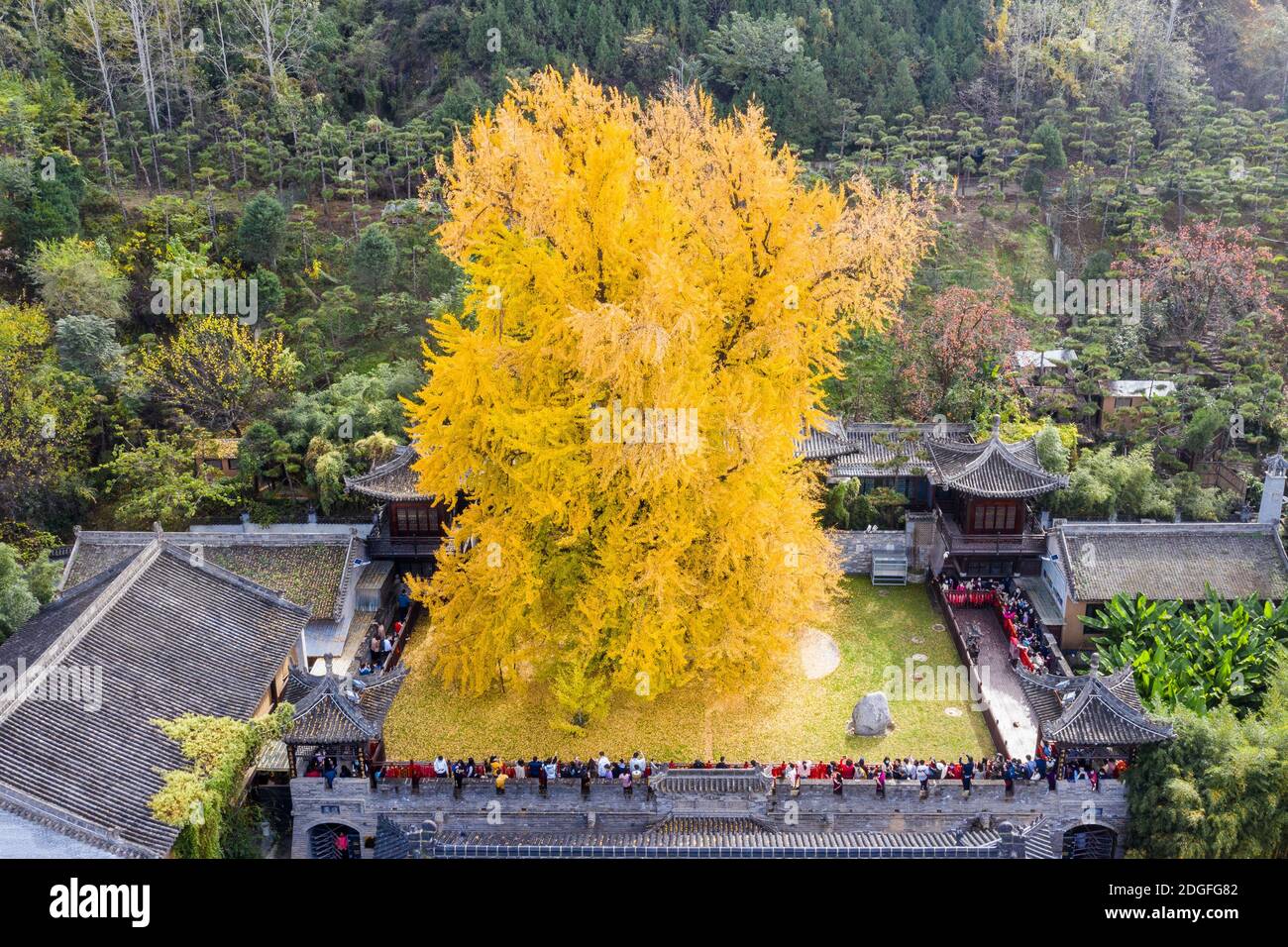 A 1,400-year-old Ginkgo tree has been falling leaves on the ground ...