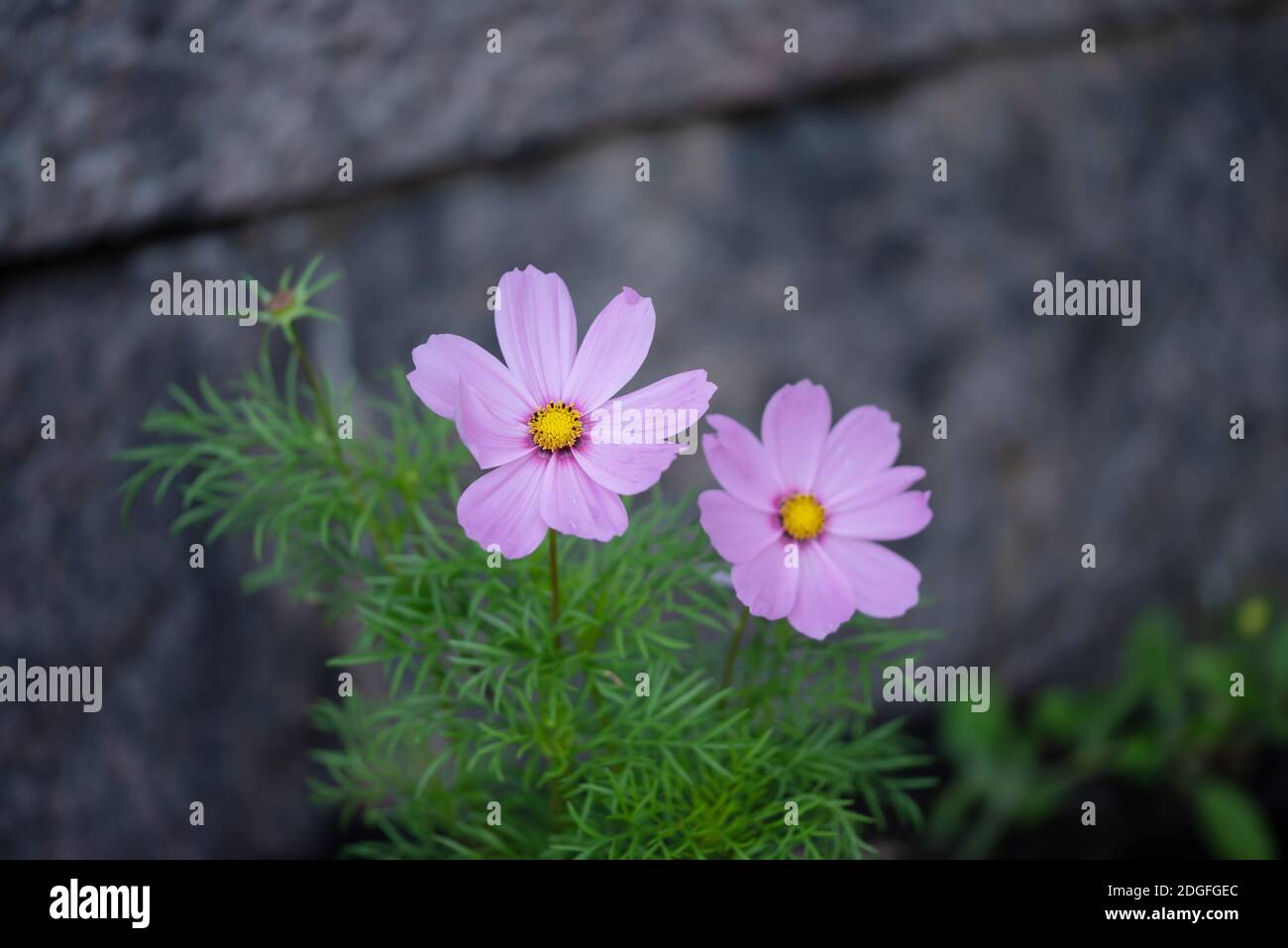 Bright pink cosmos hi-res stock photography and images - Alamy