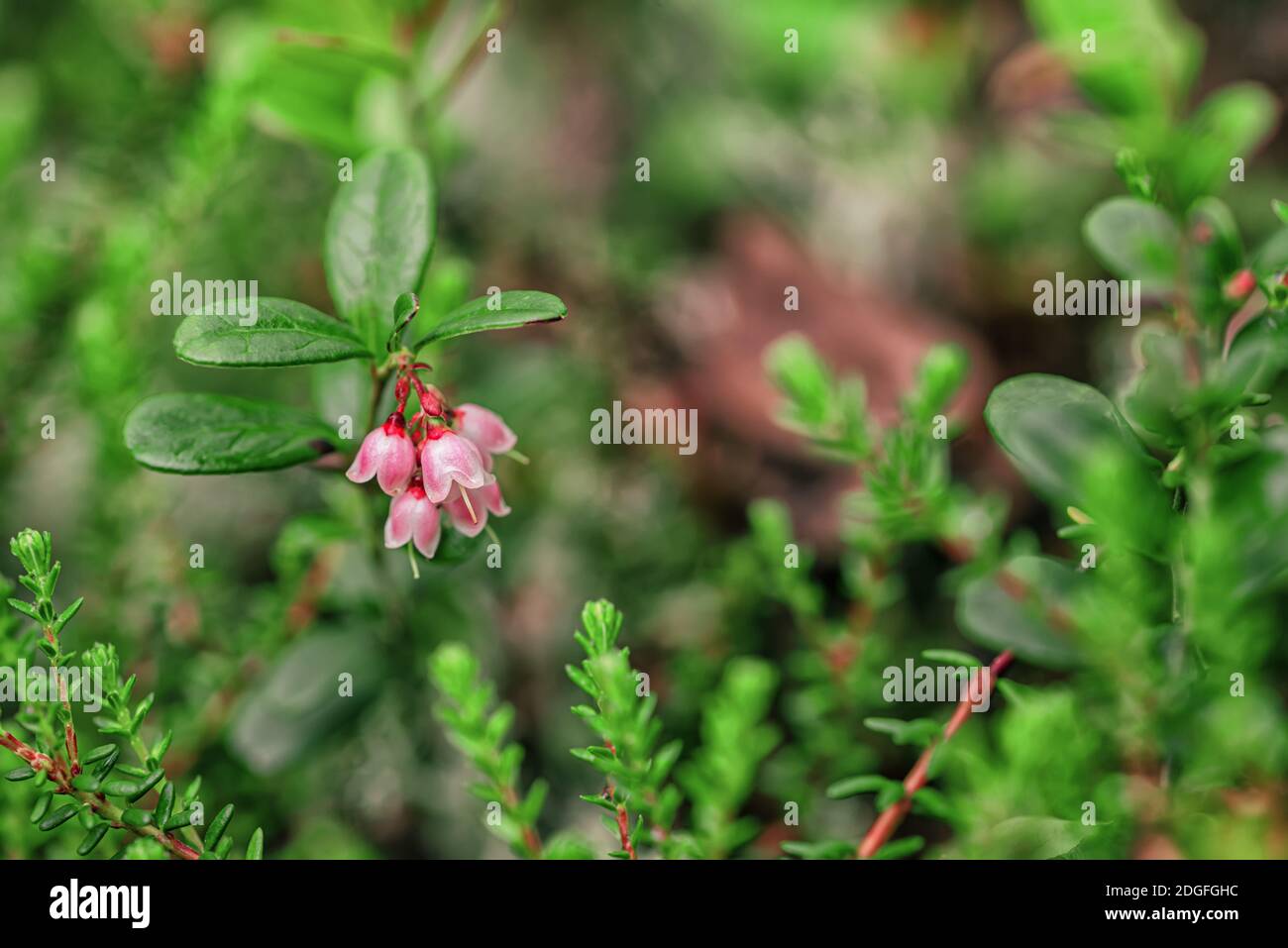 Rose bell shaped flowers hi-res stock photography and images - Alamy