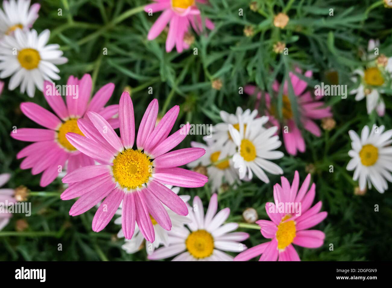 Colorful cosmos flowers Stock Photo - Alamy