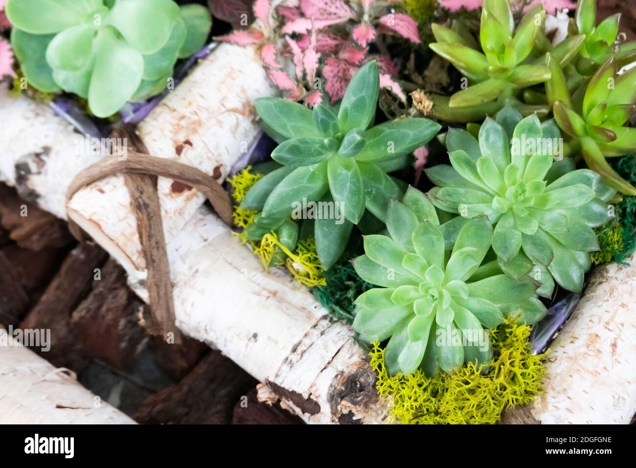 Seeding cactus hi-res stock photography and images - Alamy