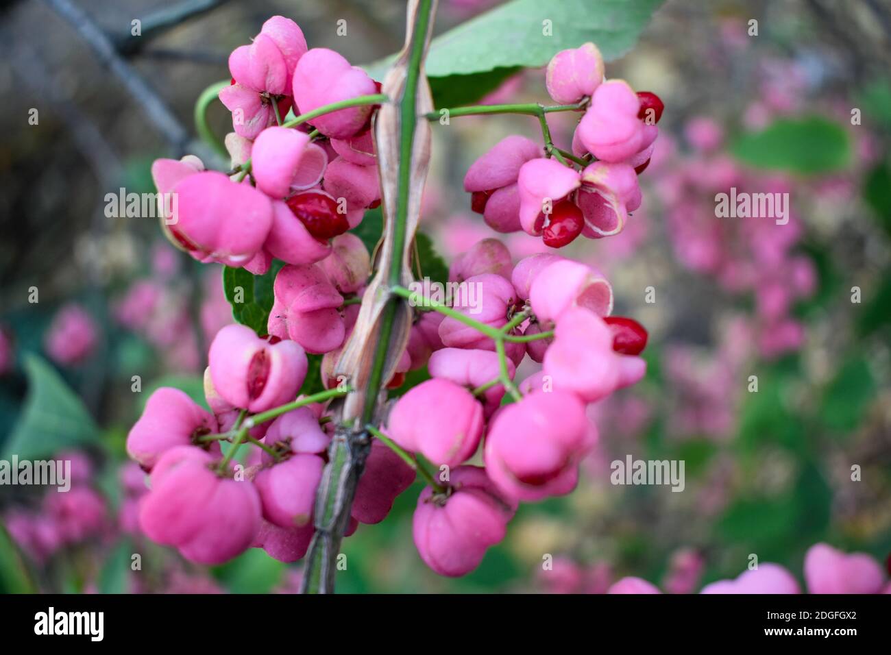 European spindle tree hi-res stock photography and images - Alamy