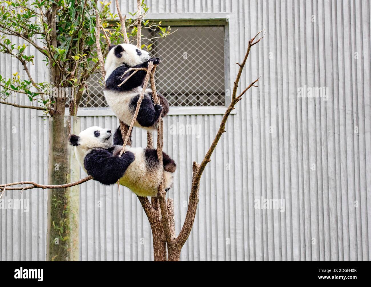 --FILE--Pandas living at the Shenshuping Base of China Conservation and ...