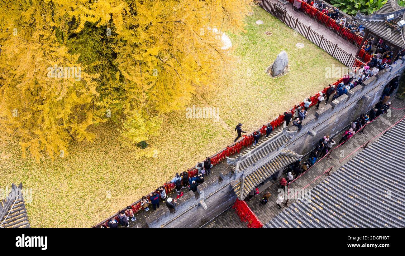 A 1,400-year-old Ginkgo tree has been falling leaves on the ground ...