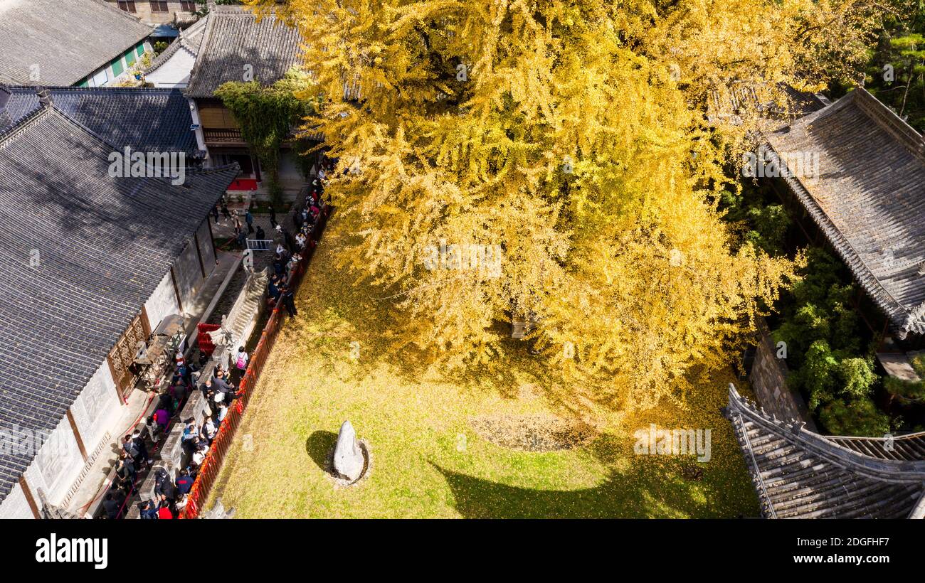 A 1,400-year-old Ginkgo tree has been falling leaves on the ground ...
