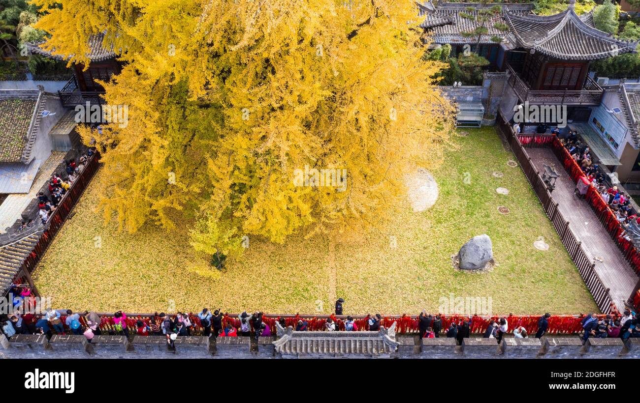 A 1,400-year-old Ginkgo tree has been falling leaves on the ground ...