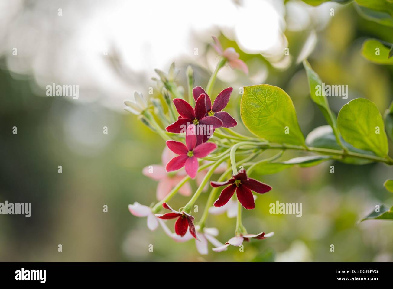 Sabah flowers hi-res stock photography and images - Alamy
