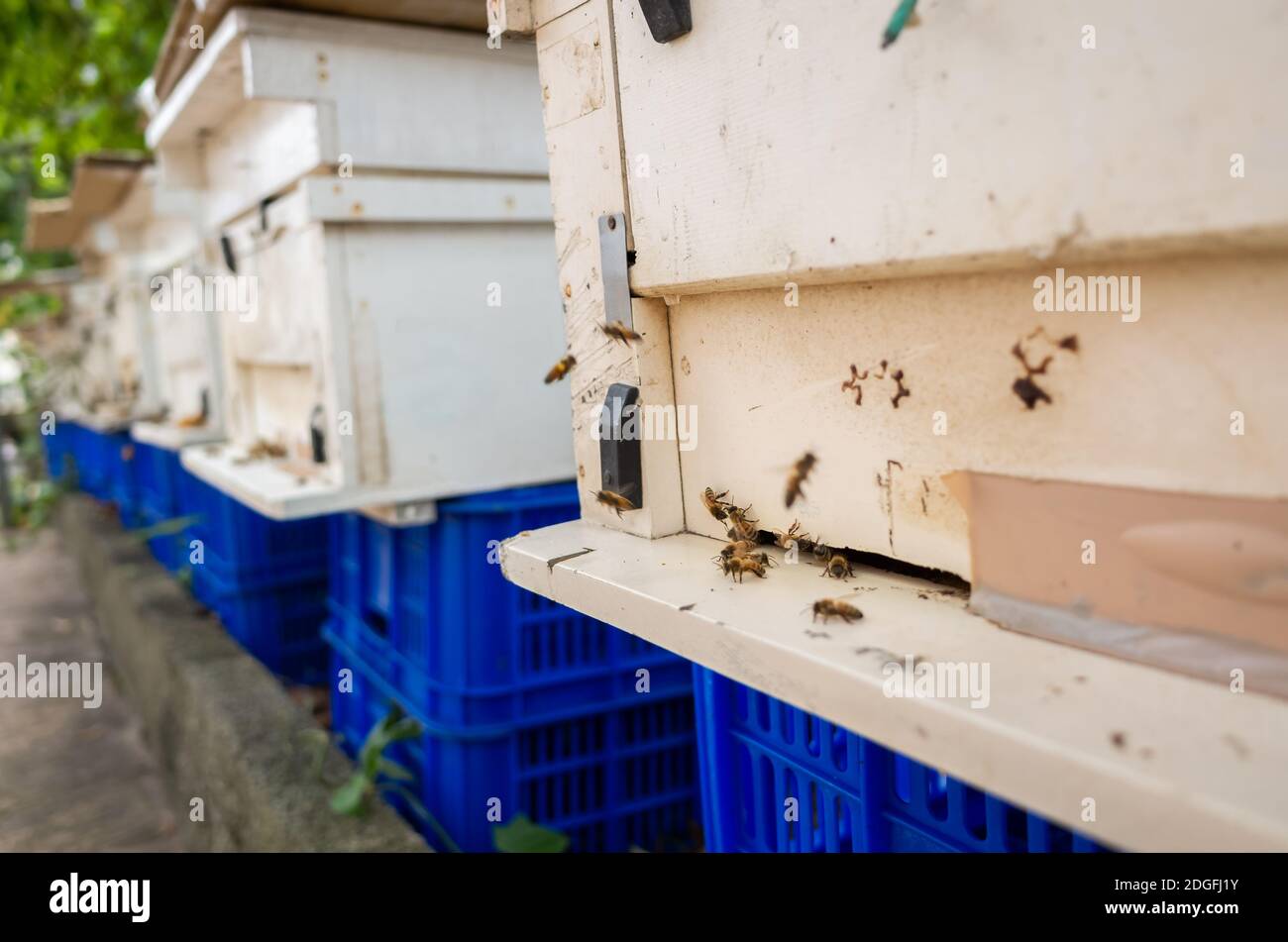 Flying busy bees with white box Stock Photo - Alamy