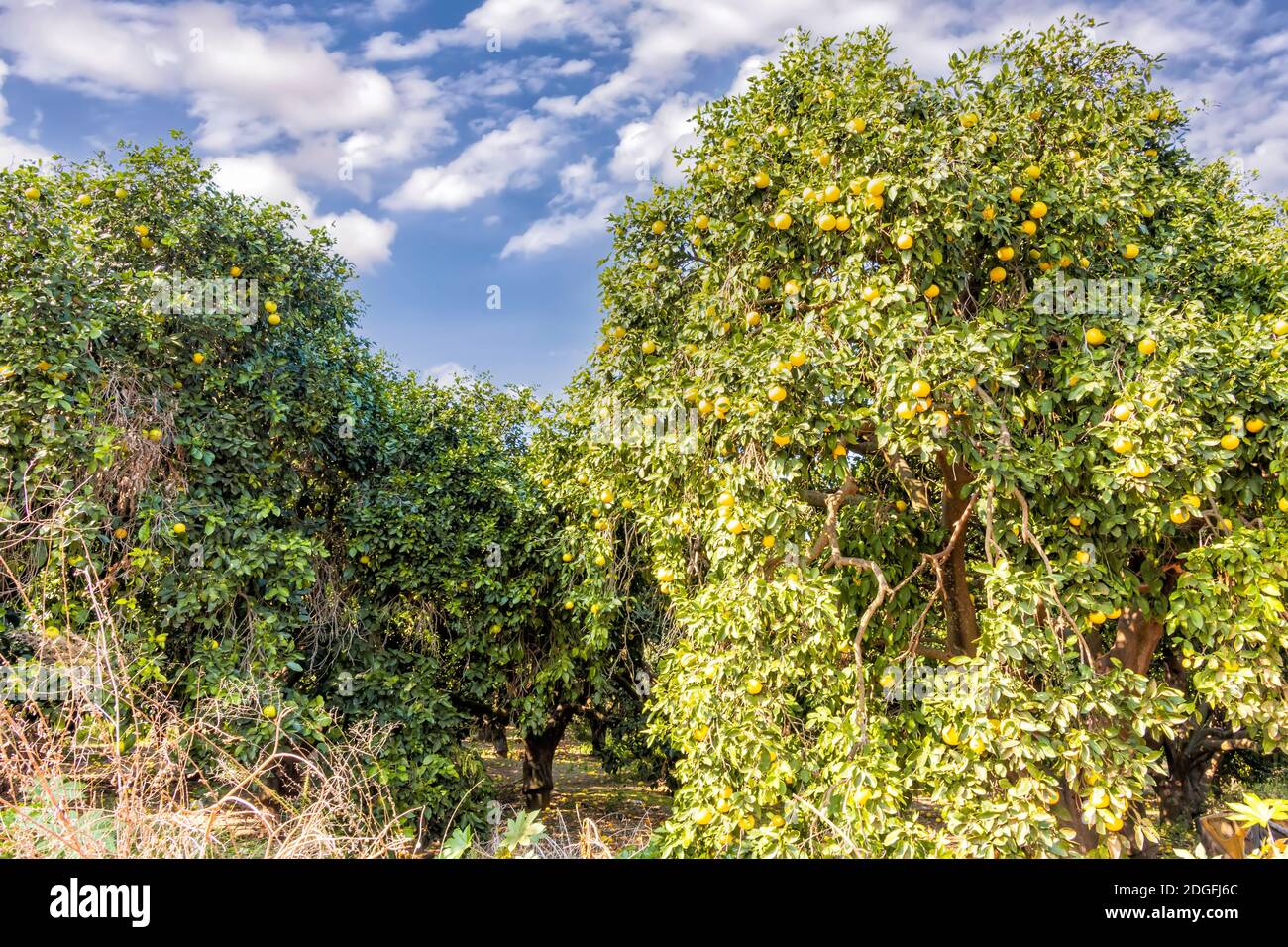 An orchard with grapefruit trees with ripe fruits on the branches ...