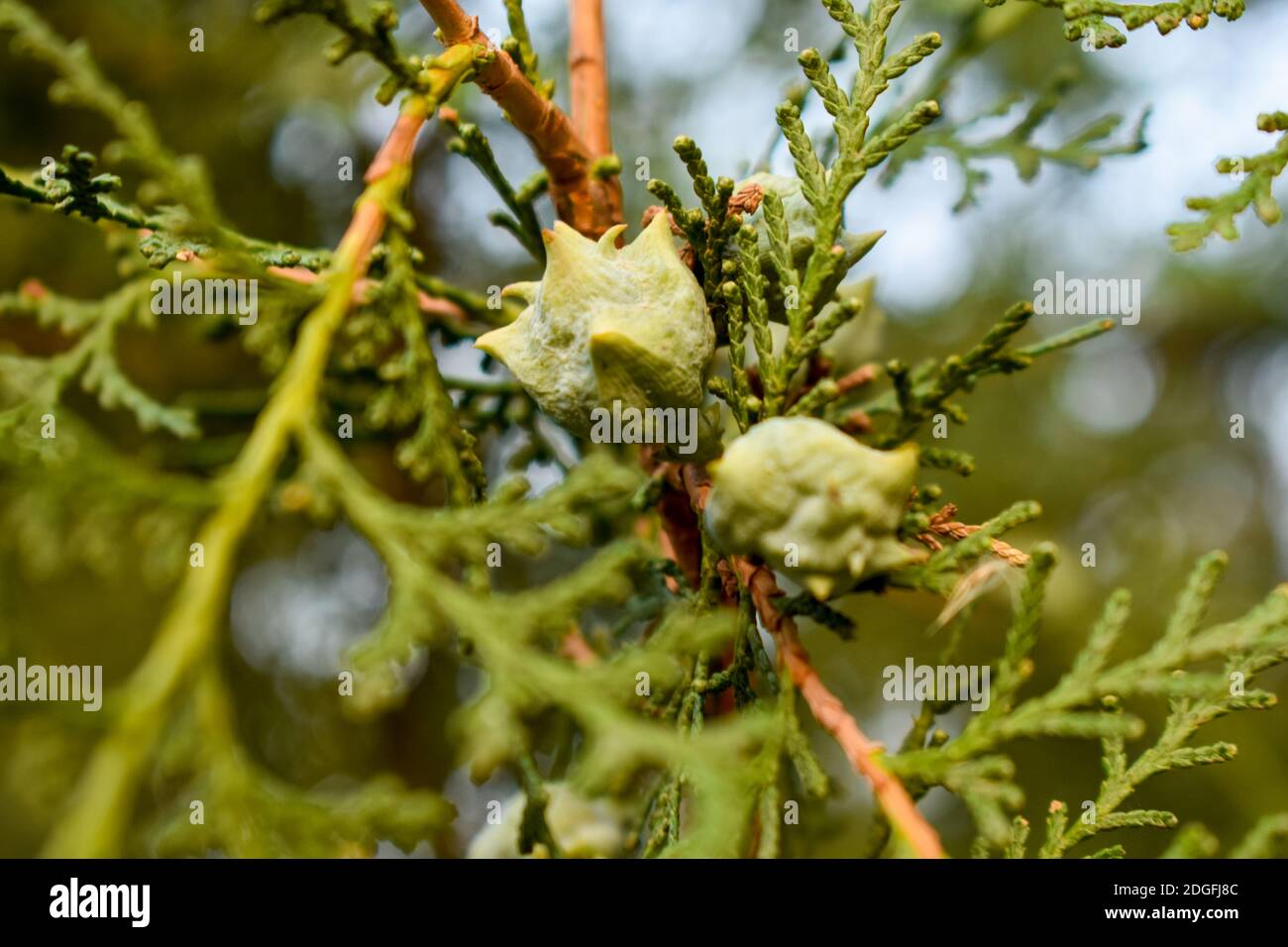 Cypress fruits hi-res stock photography and images - Alamy