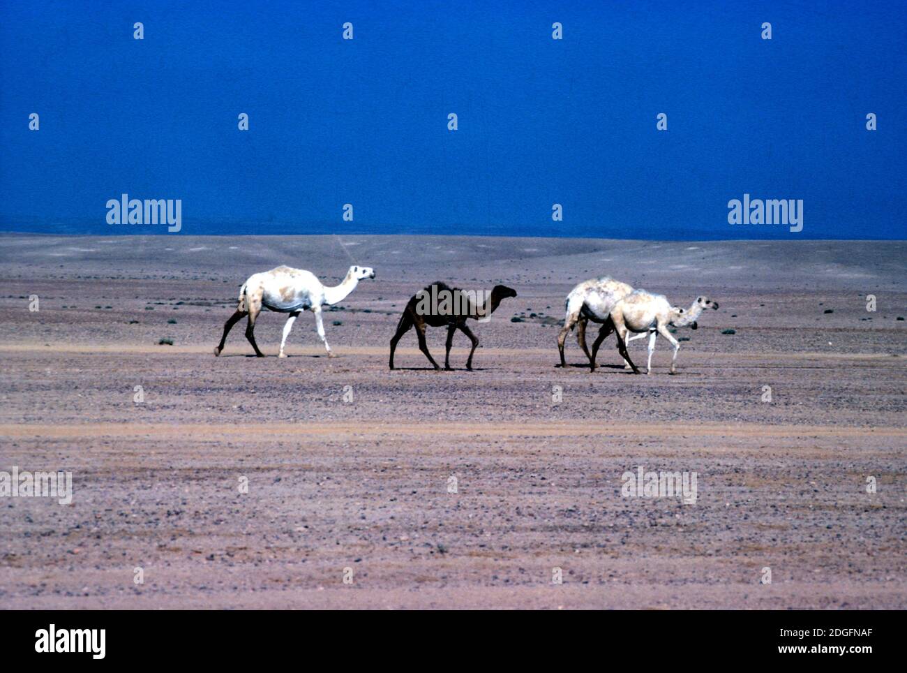 Hammada desert hi-res stock photography and images - Alamy