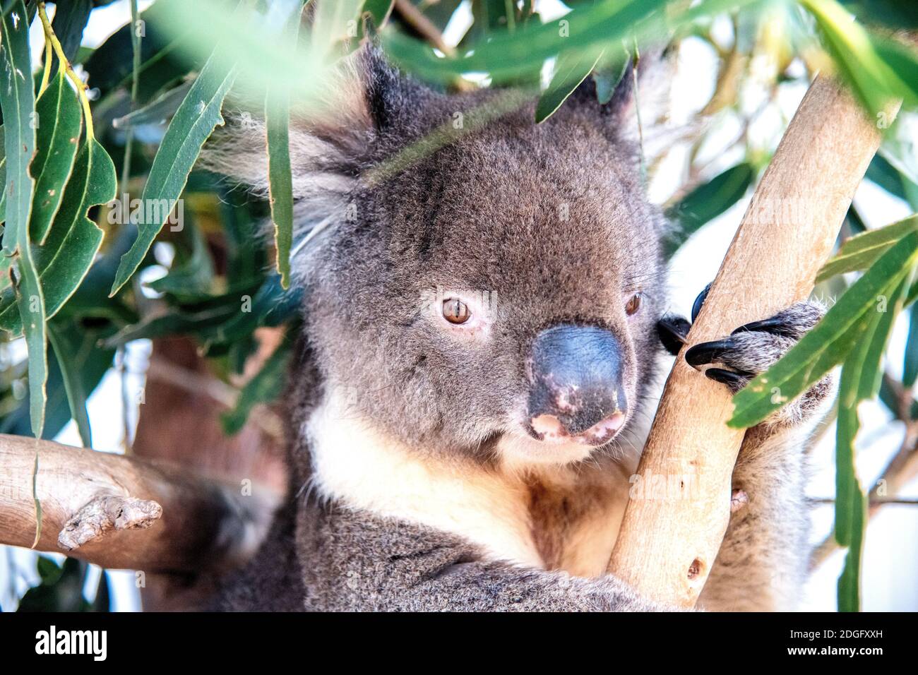 Free Koalas in Kangaroo Island on a sunny morning Stock Photo - Alamy