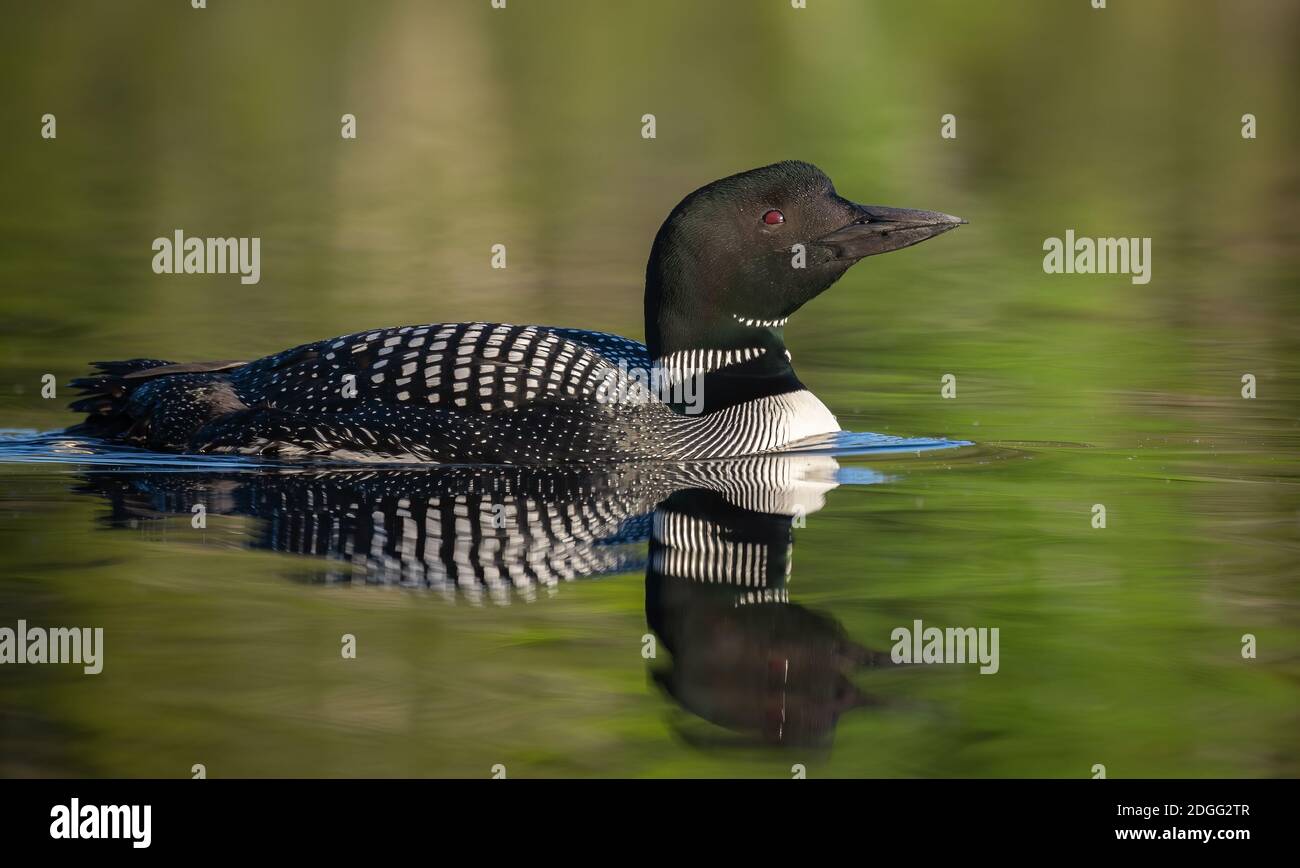 Common loon in Maine Stock Photo - Alamy