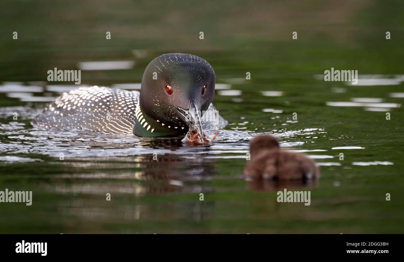 Common loon in Maine Stock Photo - Alamy
