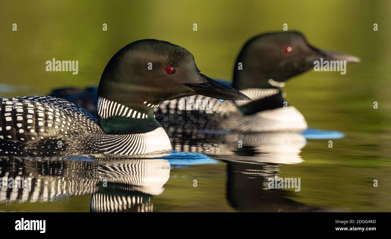 Common loon in Maine Stock Photo - Alamy
