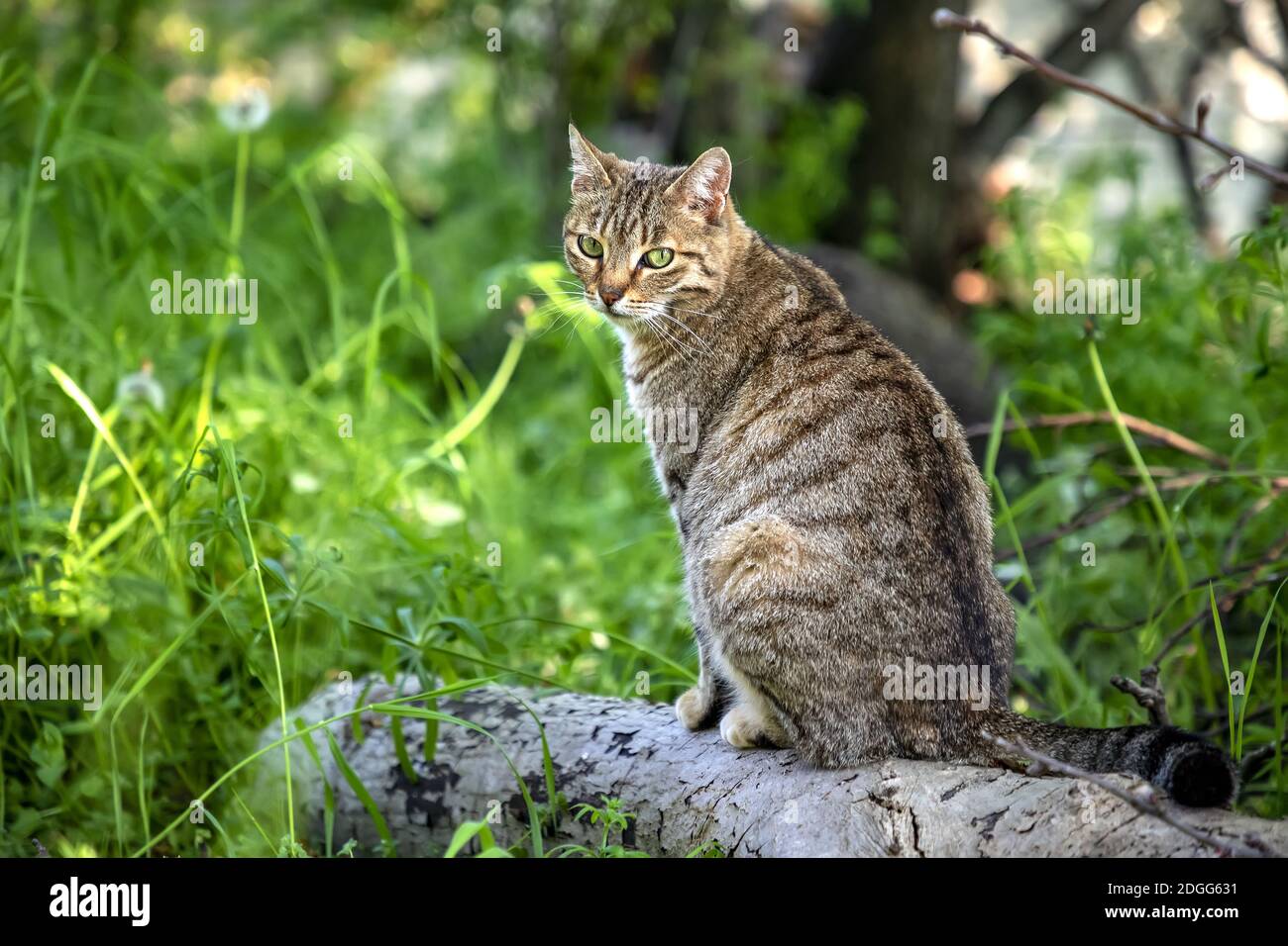 Cat wild life hi-res stock photography and images - Alamy