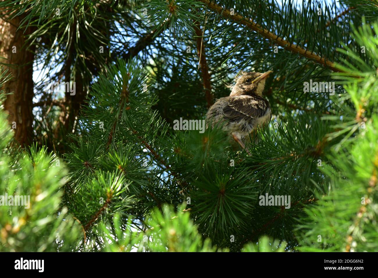 Thrush young bird on a pine tree in the green of pine branches Stock ...