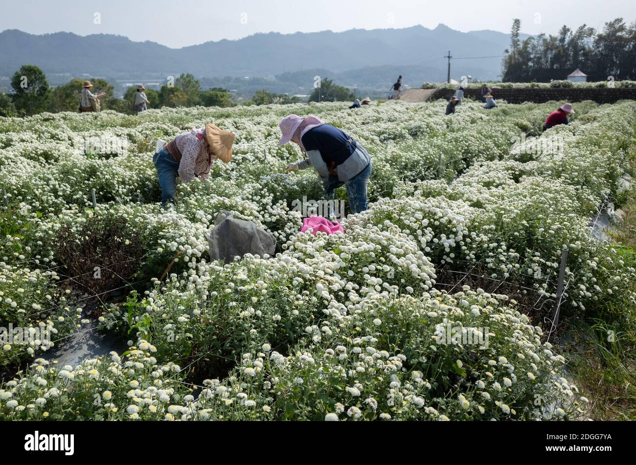 Farmer and flowers hi-res stock photography and images - Alamy