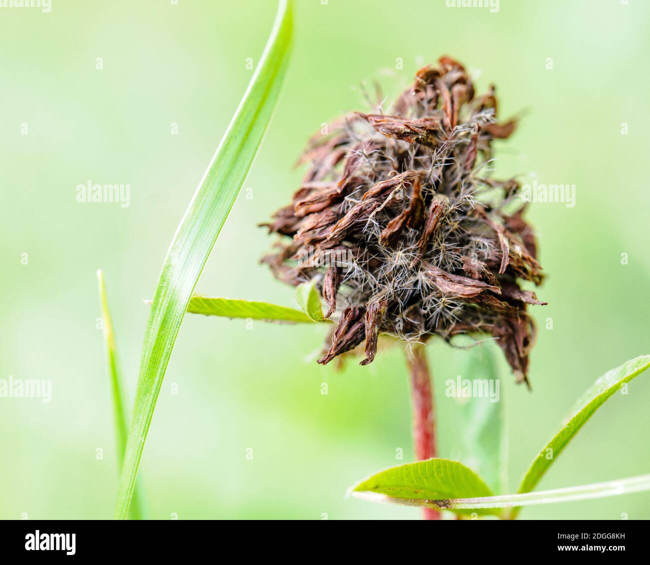 Blossom of decay hi-res stock photography and images - Alamy