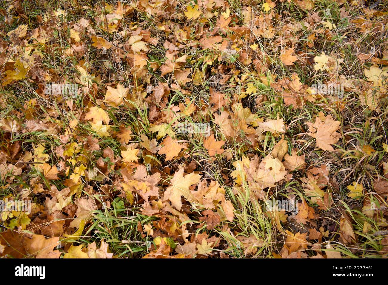 Closeup images of colorful leaves hi-res stock photography and images ...