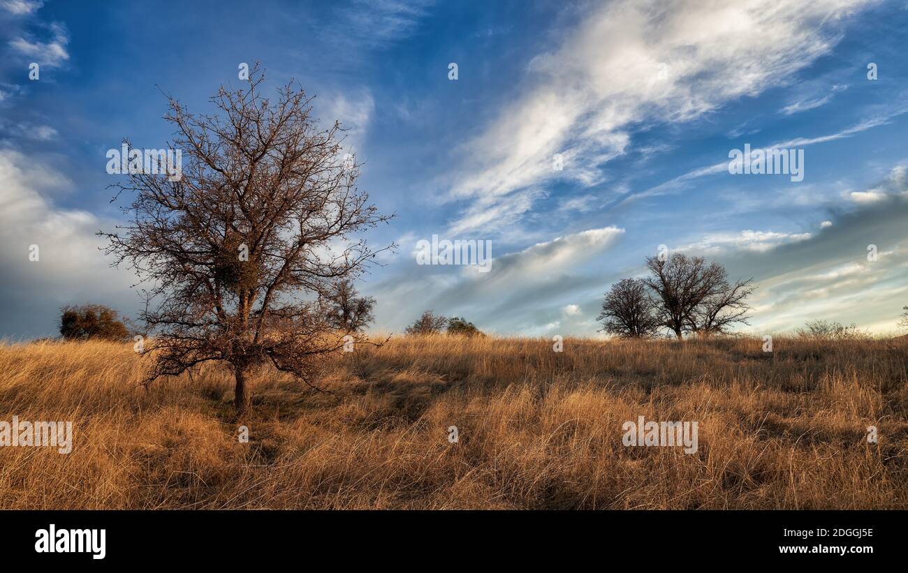 Oak savanna hi-res stock photography and images - Alamy