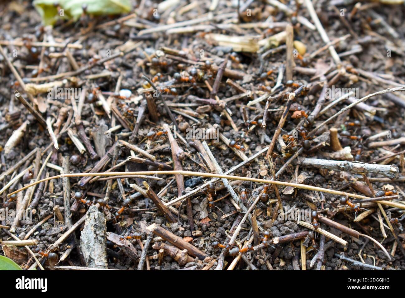 Large forest ants at work Stock Photo - Alamy